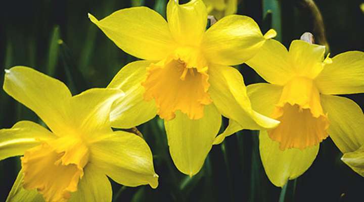 Plant hardy bulbs now to add spring color