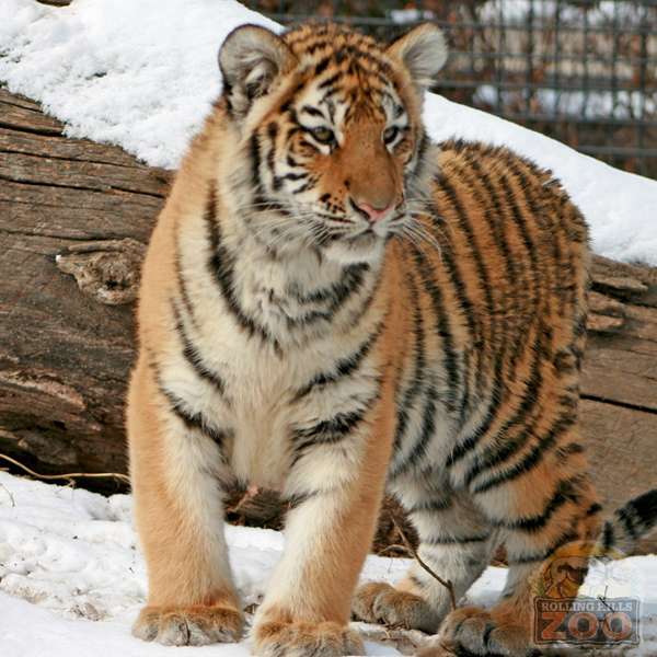 Zoo announces names of six-month-old cubs