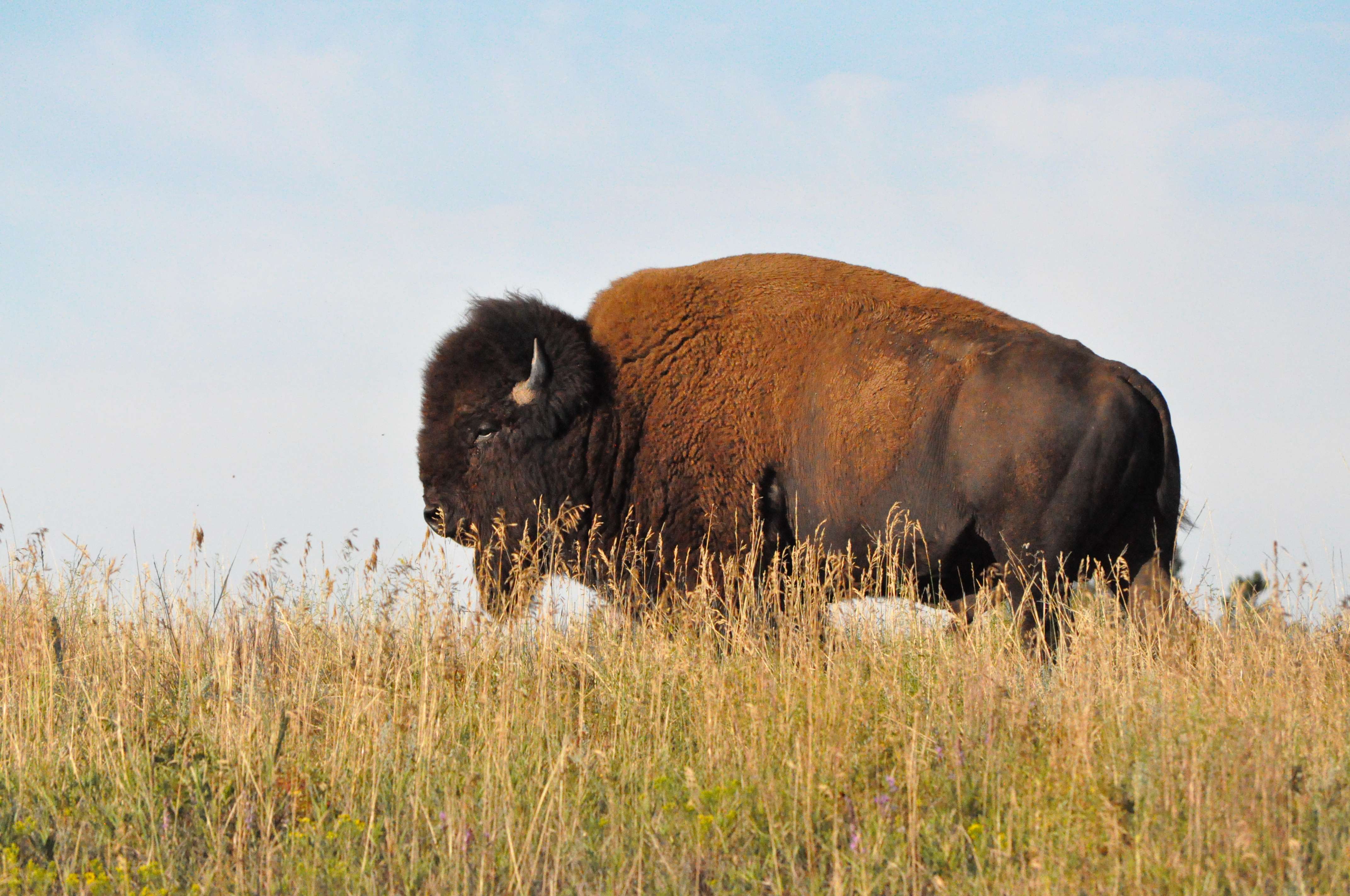 Wind Cave hosts Lakota bison program