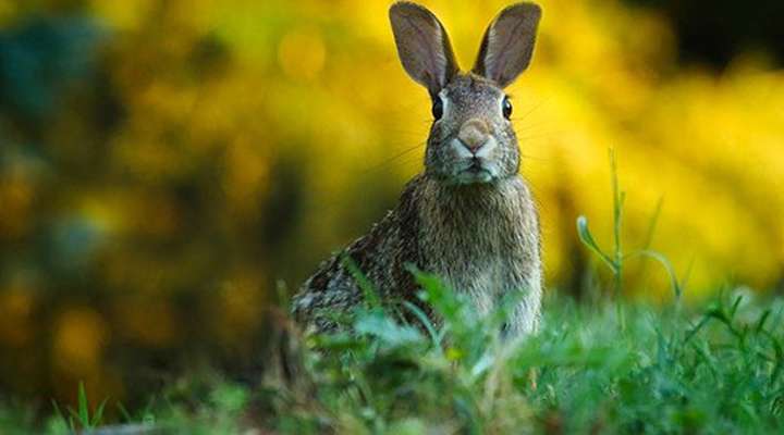 Wascally Wabbits? Tips for keeping bunnies out of the garden