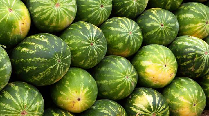 Thump Test? There’s a better way to pick a ripe watermelon