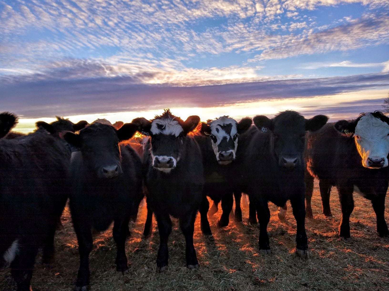 Dorrance photographer is a winner in Ranchland Trust of Kansas contest
