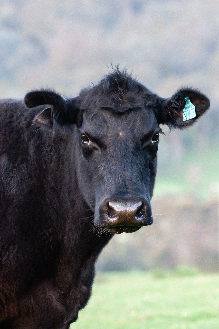 Hays youth joins National Junior Angus Association