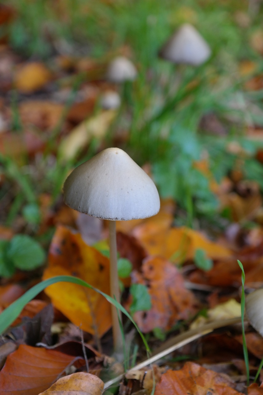 Colorado begins steps to regulate psychedelic mushrooms