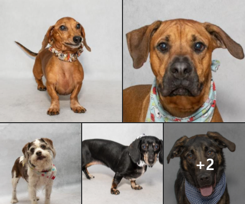 Salina Animal Services has lots of dogs to adopt