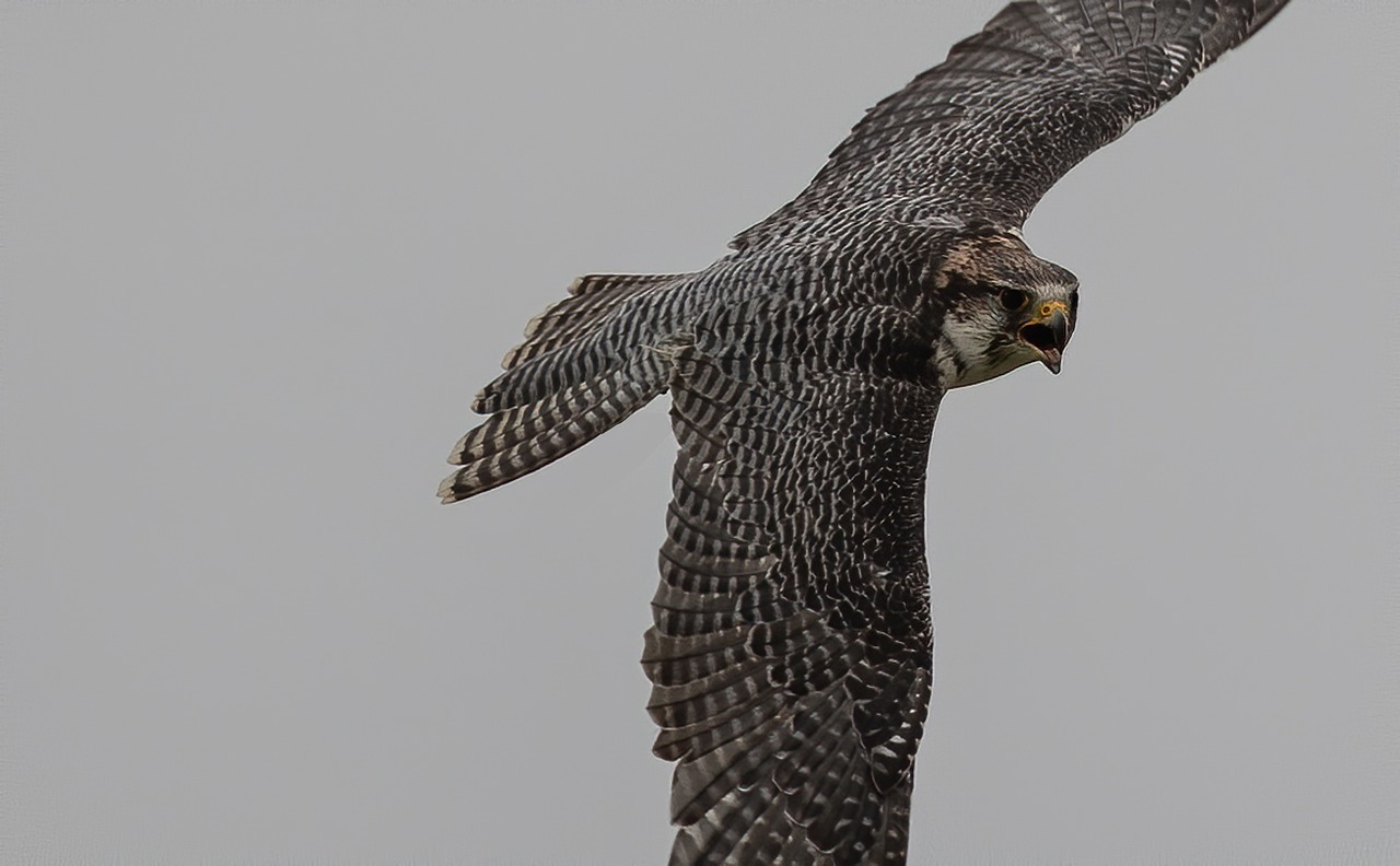 Omaha peregrine falcon tests positive for Pathogenic Avian Influenza