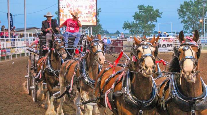 Wild Bill Hickok Rodeo to include rodeo queens, longhorns, Clydesdales