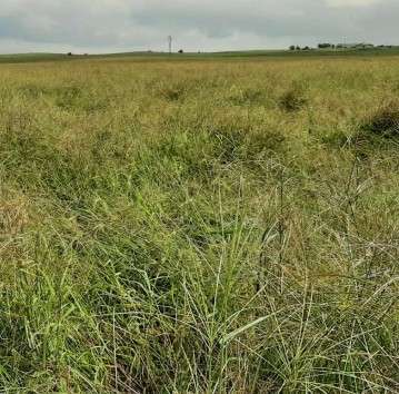 Forage Field Day slated for Aug. 18 near Salina