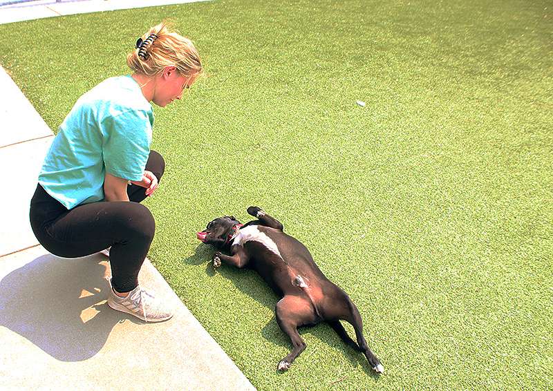 Humane Society s Doggy Day Out To Help Relieve Kennel Stress Humane Society s Doggy Day Out To Help Relieve Kennel Stress