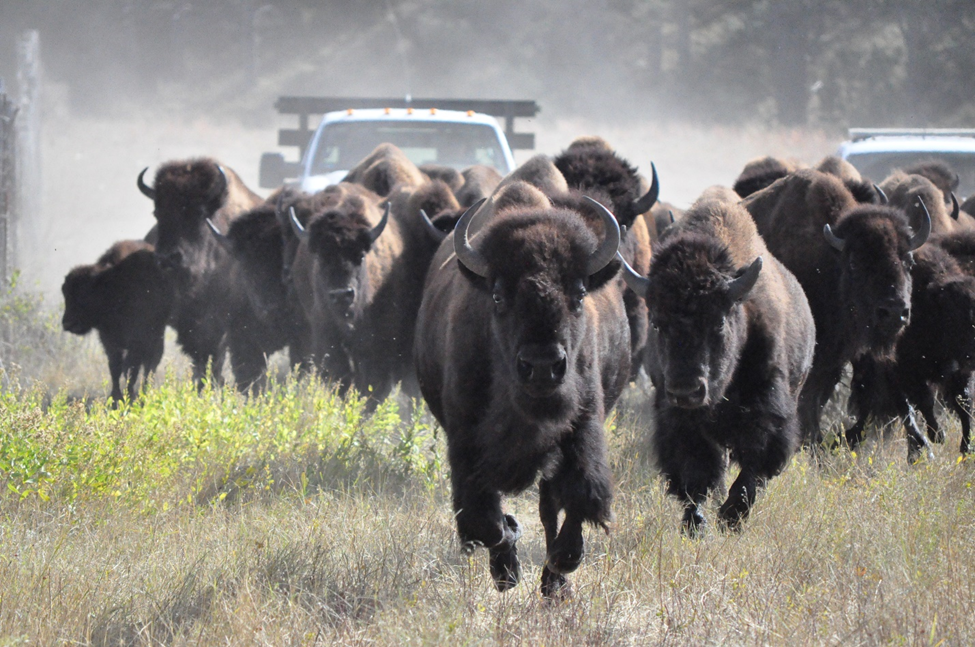 Wind Cave conducting bison capture operation