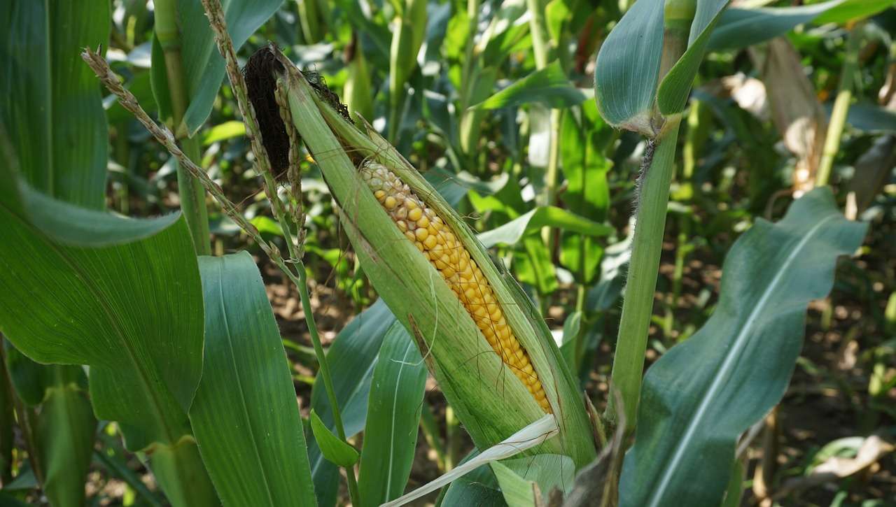 Crop pest management schools to be offered in Colby, Russell