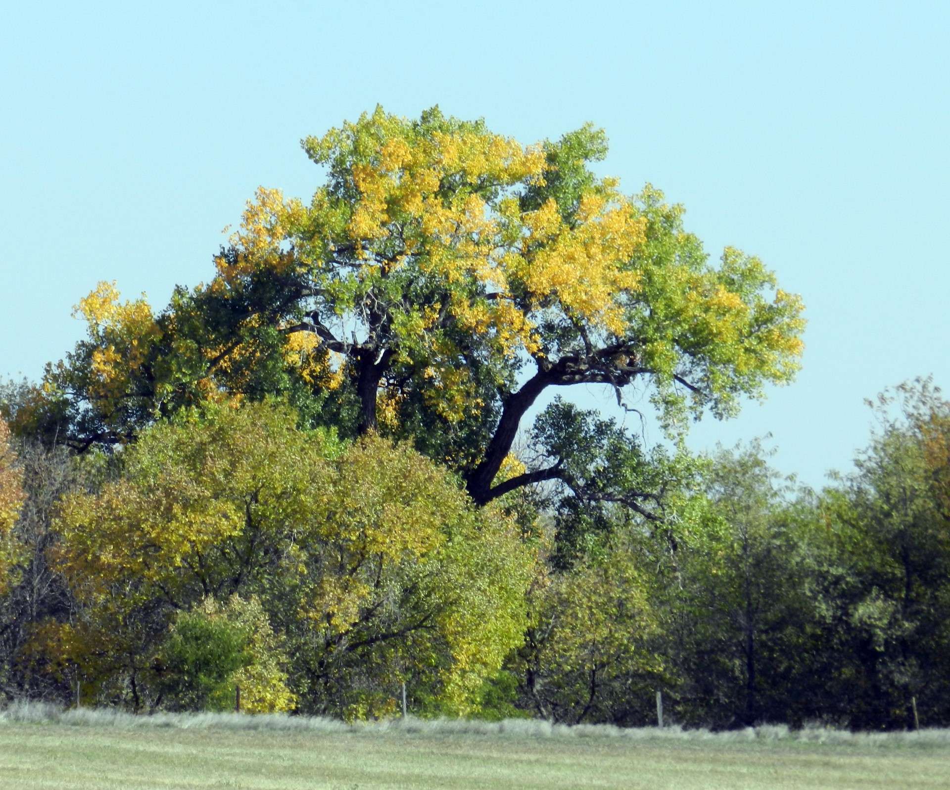 MADORIN: Treeing the plains
