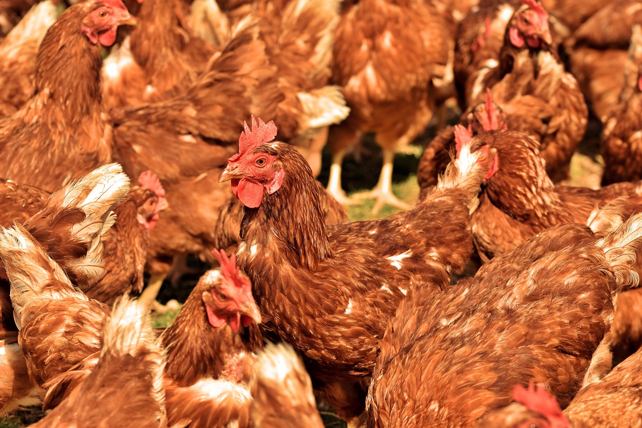 NDA Reports case of HPAI, reminds poultry producers to remain vigilant