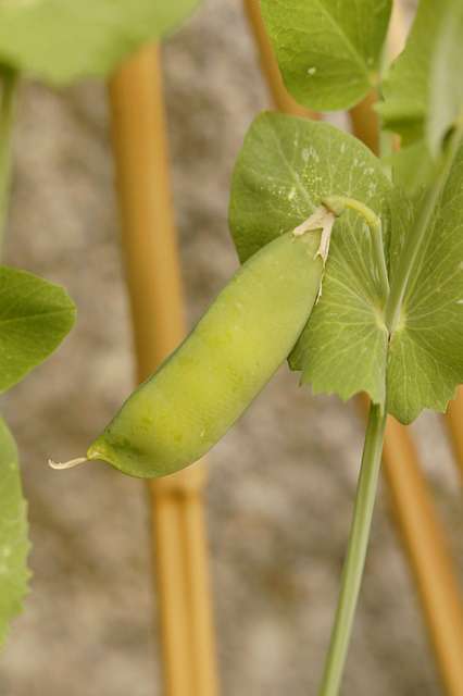 Maximize garden space by growing vertically