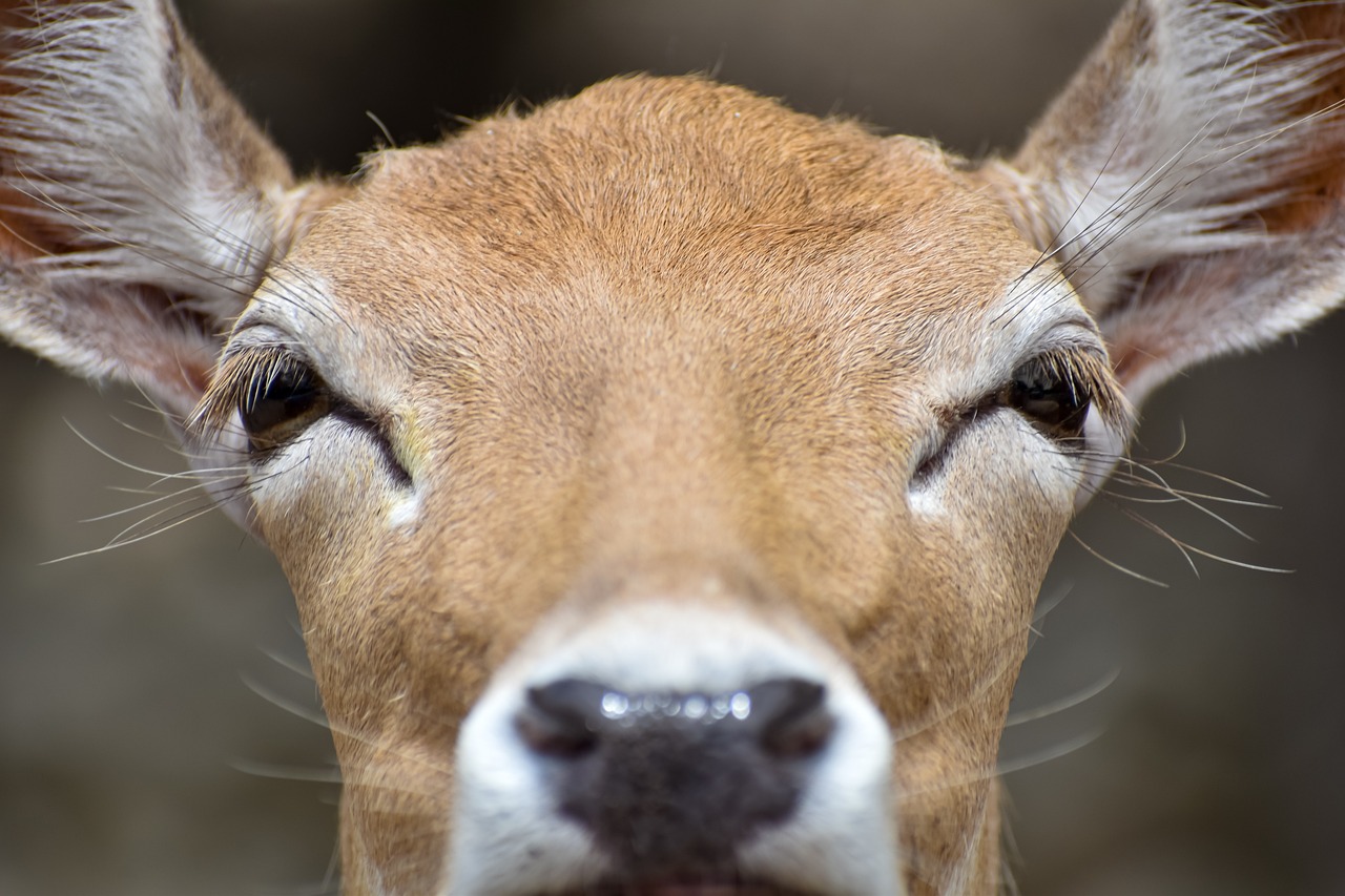 With harvest down, Nebraska putting limits on deer permits