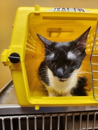 Salina Animal Services: Five Dollar Cats and Kittens