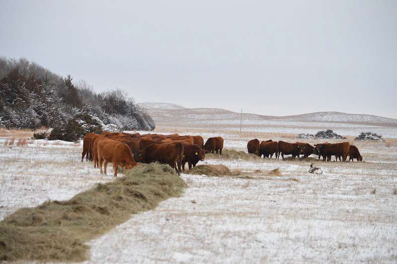 Calculating Annual Cow Costs webinar series scheduled for January and ...