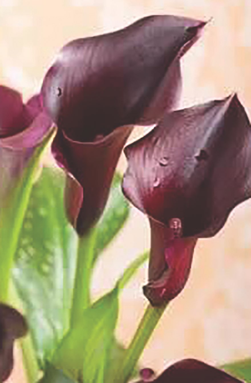 ‘Putting Science Behind the Tradition,’ health presentation at SES ...