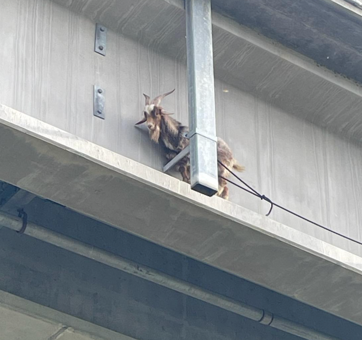 Mountain goat rescued from overpass ledge in Kansas City