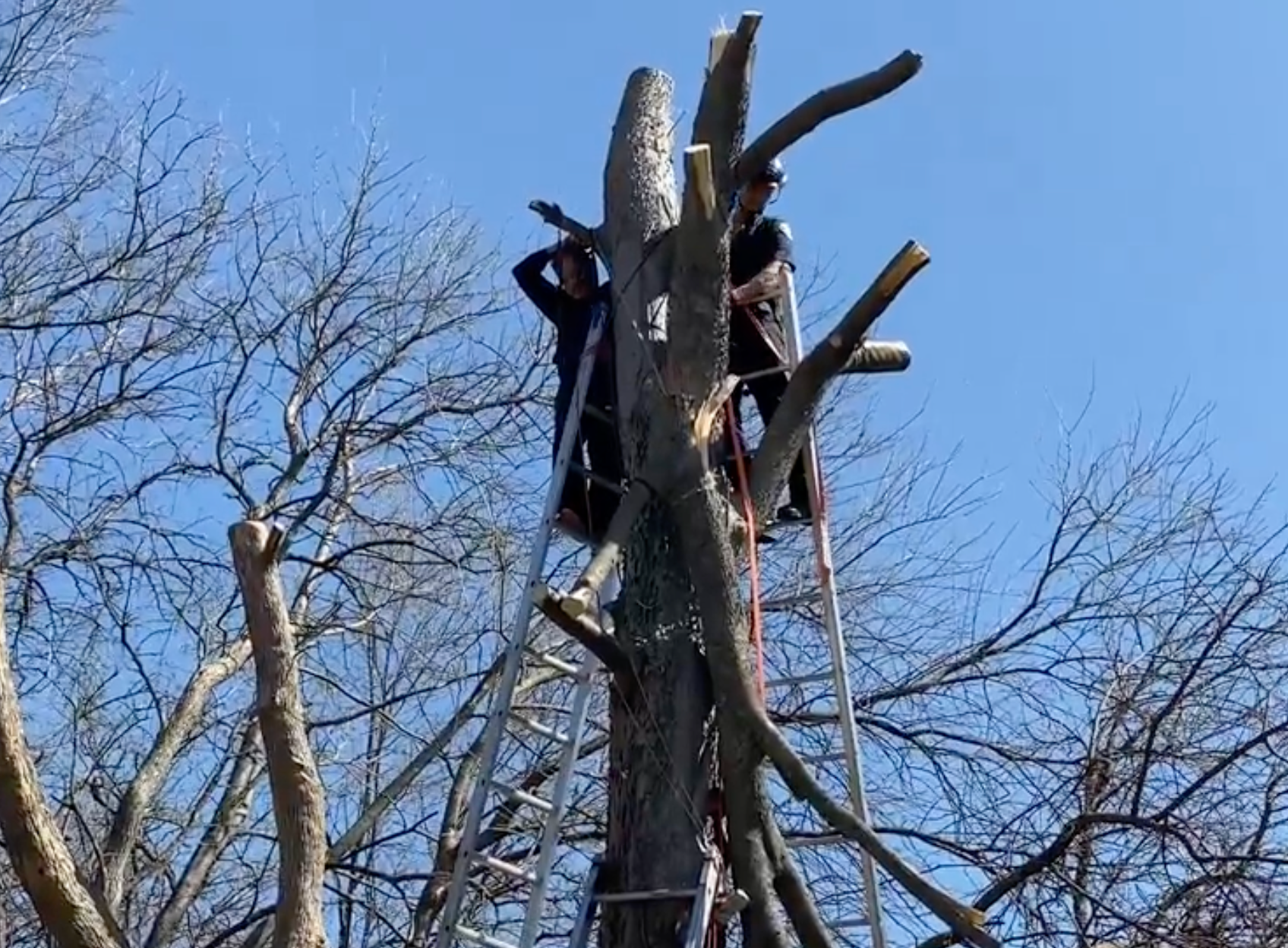 Kansas man rescued after pinned high in a tree