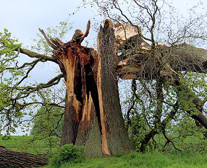 KSRE — Tips to managing storm damaged trees