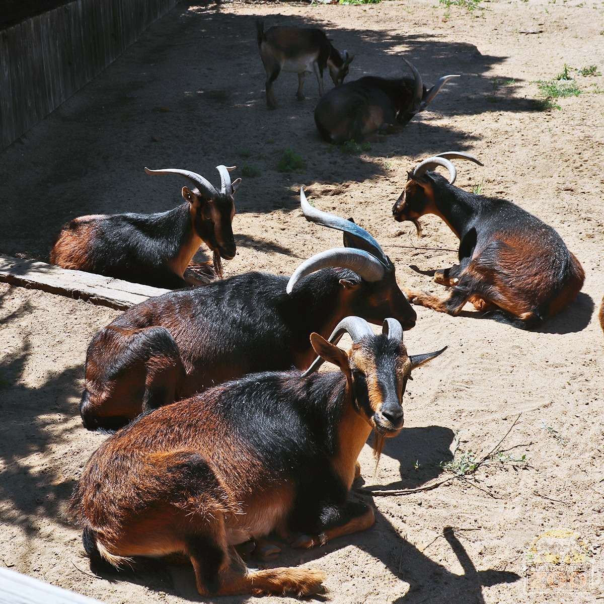 'New kids on the block' — Rolling Hills Zoo welcomes herd of San ...