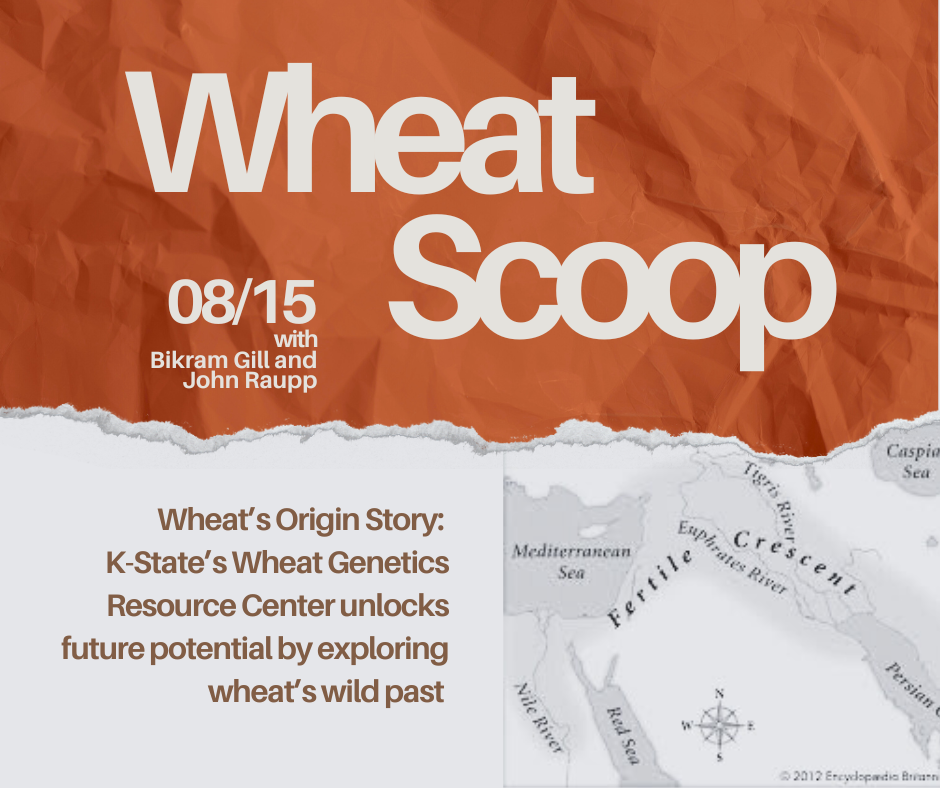 Wheat Scoop: ﻿Wheat's origin story