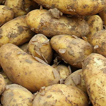 Time to plant potatoes, K-State horticulturalist shares tips for ...