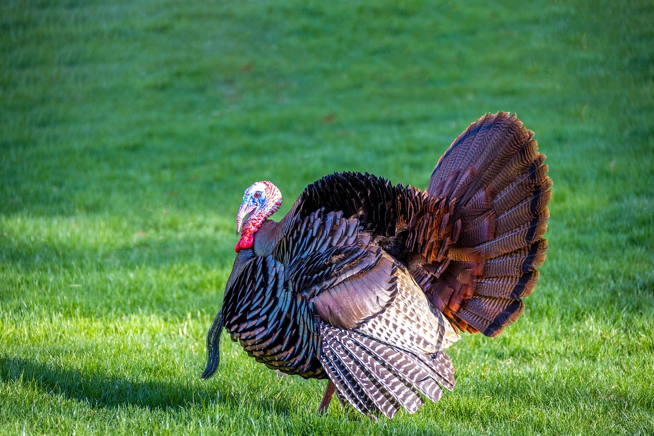 National Wild Turkey Federation to Host Hunting Heritage Banquet in ...