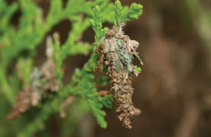 BOOR: Managing bagworms starts in early to mid-May