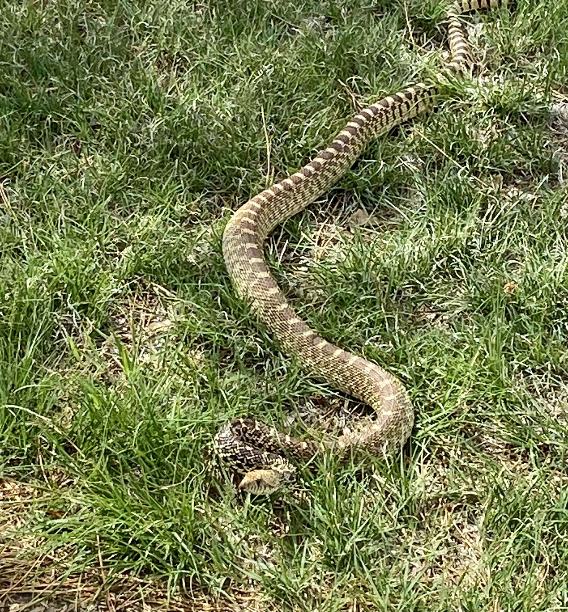 MADORIN: An unfortunate Oscar goes to the bull snake